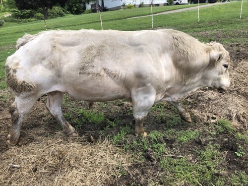 Canadian Belgian Blue Association | Société Canadienne Blanc Bleu Belge